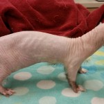 Ferret Adrenal Gland Disease | Harmony Animal Hospital